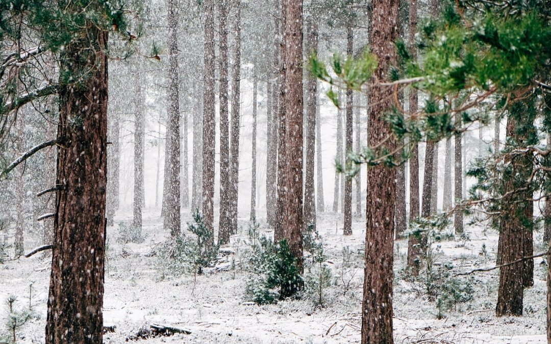Scandinavian Word For Winter